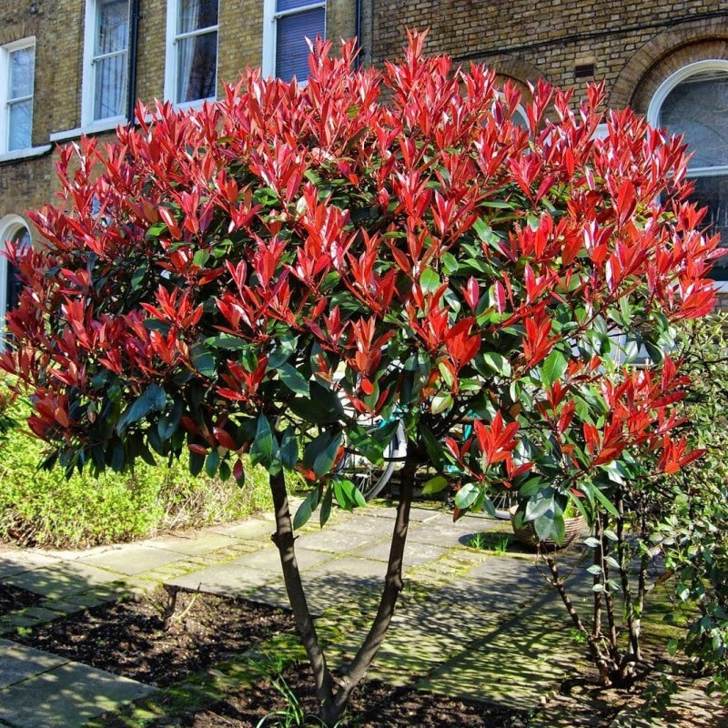 Photinia: the striking shrub with red leaves – a wonderful addition to ...