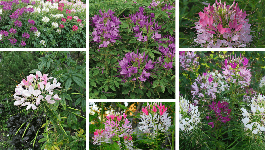 Cleome, a special plant, with an airy appearance and original ...
