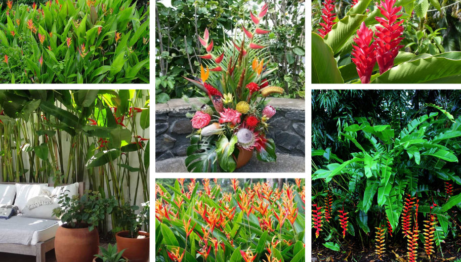 The most beautiful trees for a truly spectacular yard and garden | My ...