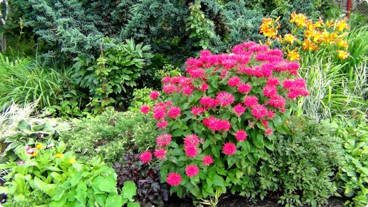 Monarda: Planting, care, and 25 beautiful ideas for your garden | My ...