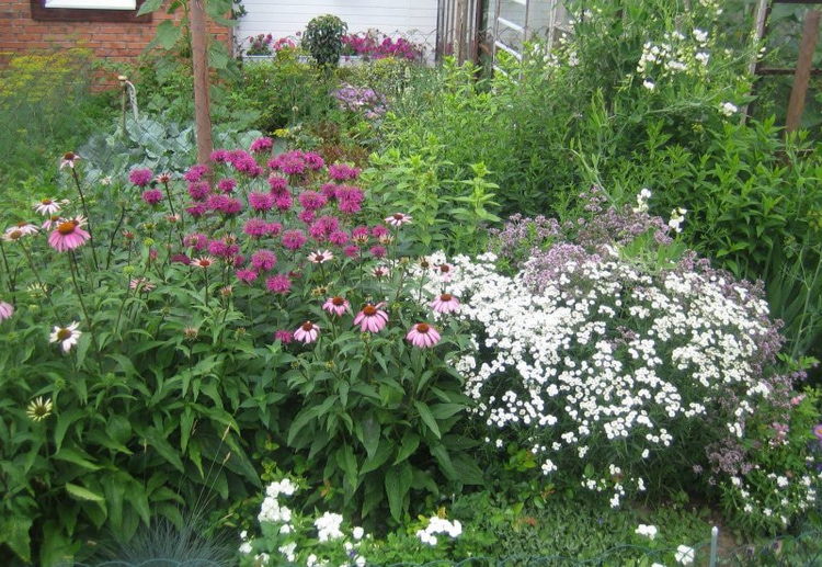 Monarda: Planting, care, and 25 beautiful ideas for your garden | My ...