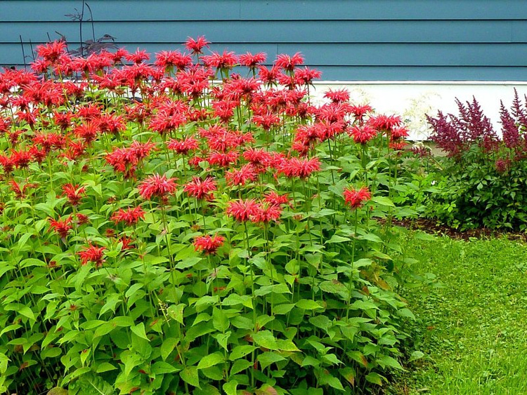 Monarda: Planting, care, and 25 beautiful ideas for your garden | My ...