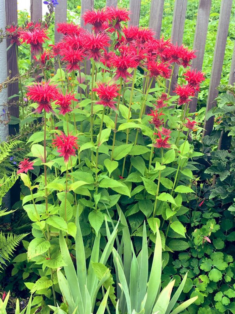 Monarda: Planting, care, and 25 beautiful ideas for your garden | My ...