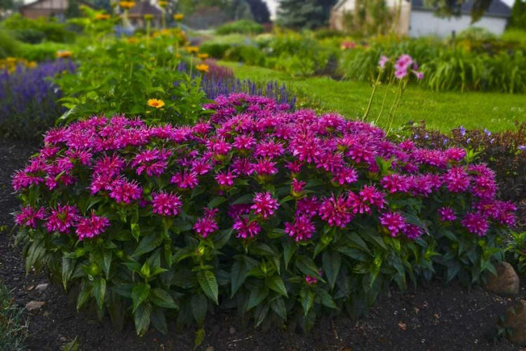 Monarda: Planting, care, and 25 beautiful ideas for your garden | My ...