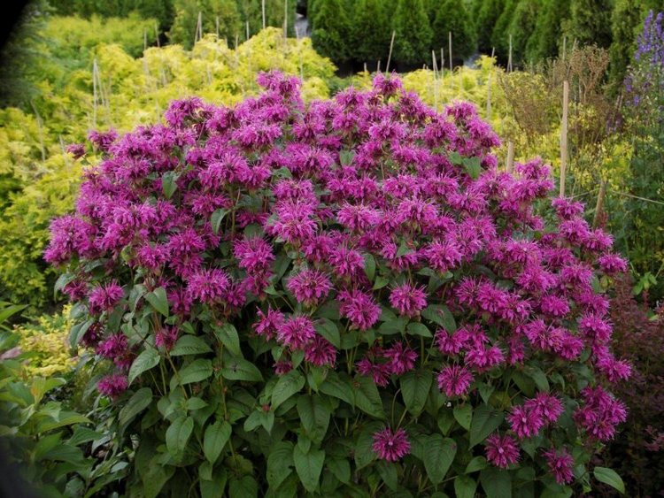 Monarda: Planting, care, and 25 beautiful ideas for your garden | My ...