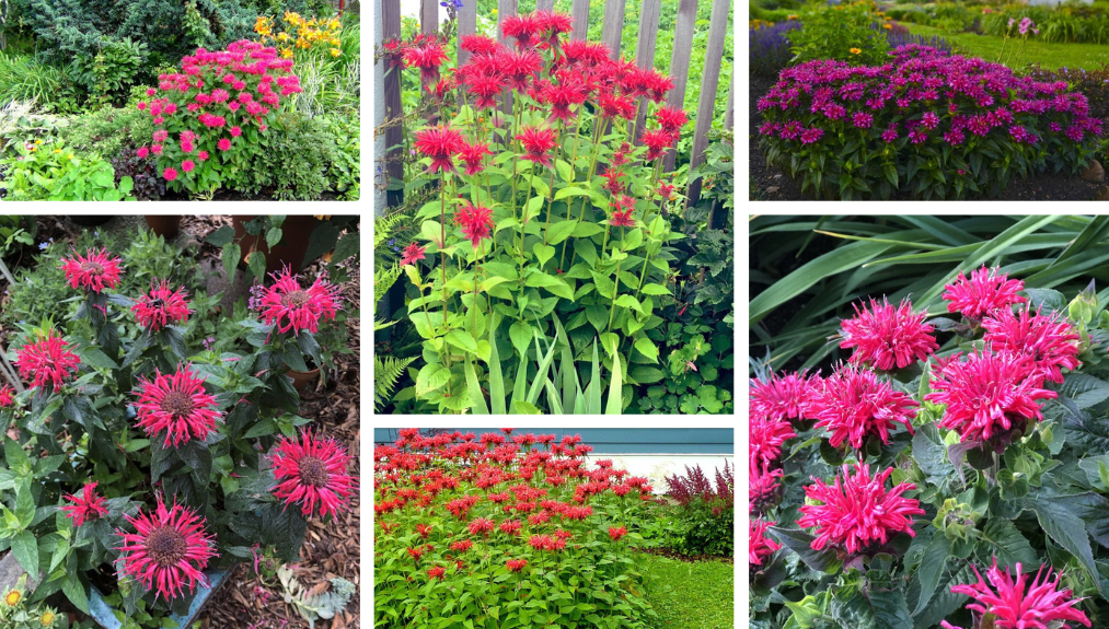 Monarda: Planting, care, and 25 beautiful ideas for your garden | My ...