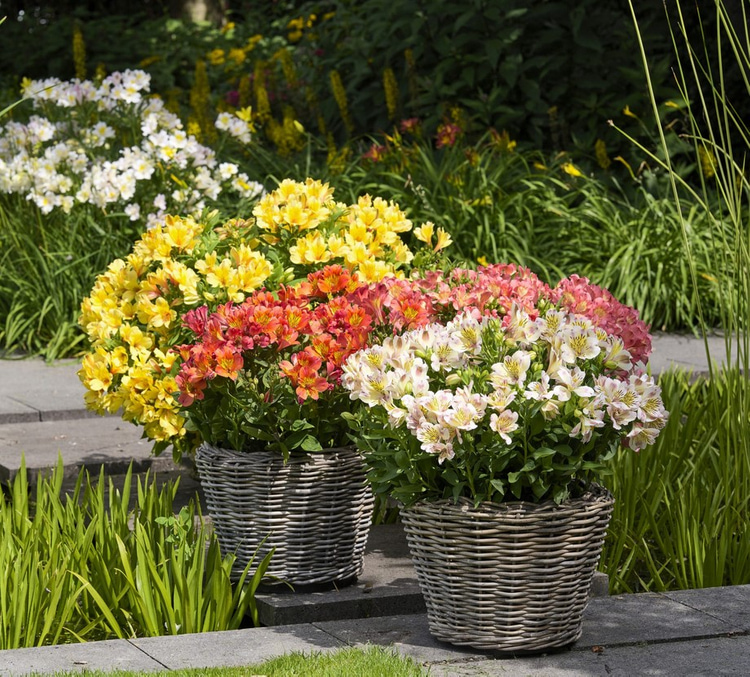 Transform Your Outdoor Space: Plant Flowers in Wicker Baskets for a ...