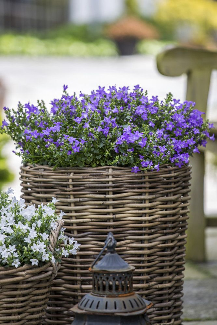 Transform Your Outdoor Space: Plant Flowers in Wicker Baskets for a ...