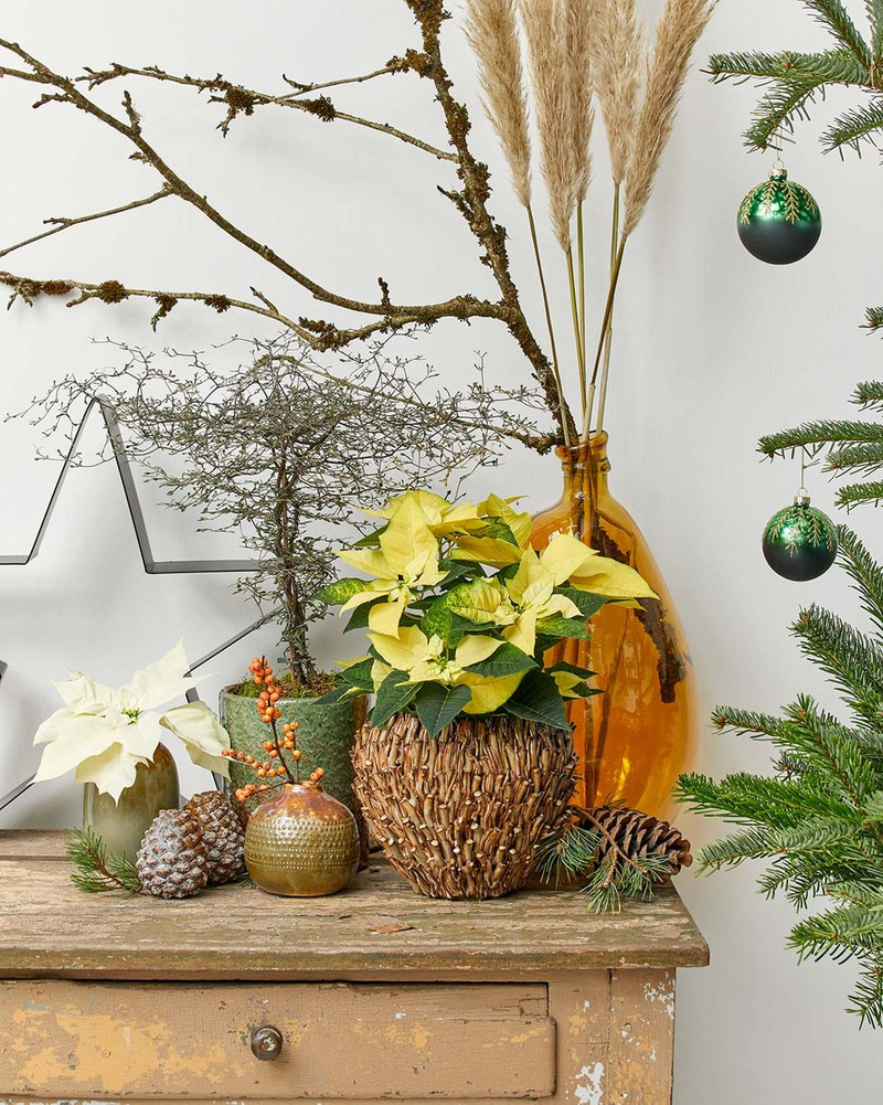 111 Bright Ideas to Bring Poinsettias into Your Christmas Decoration ...