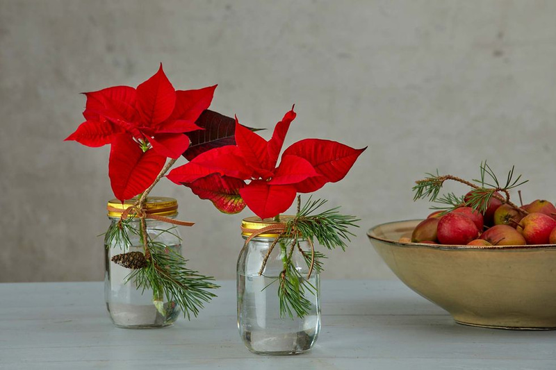 111 Bright Ideas to Bring Poinsettias into Your Christmas Decoration ...