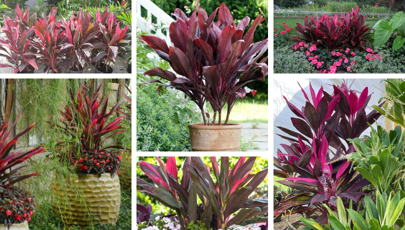 Red Dragon: How to Care, Cultivate, Propagate, and 32 wonderful ...