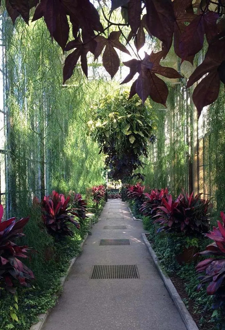 Red Dragon: How to Care, Cultivate, Propagate, and 32 wonderful ...