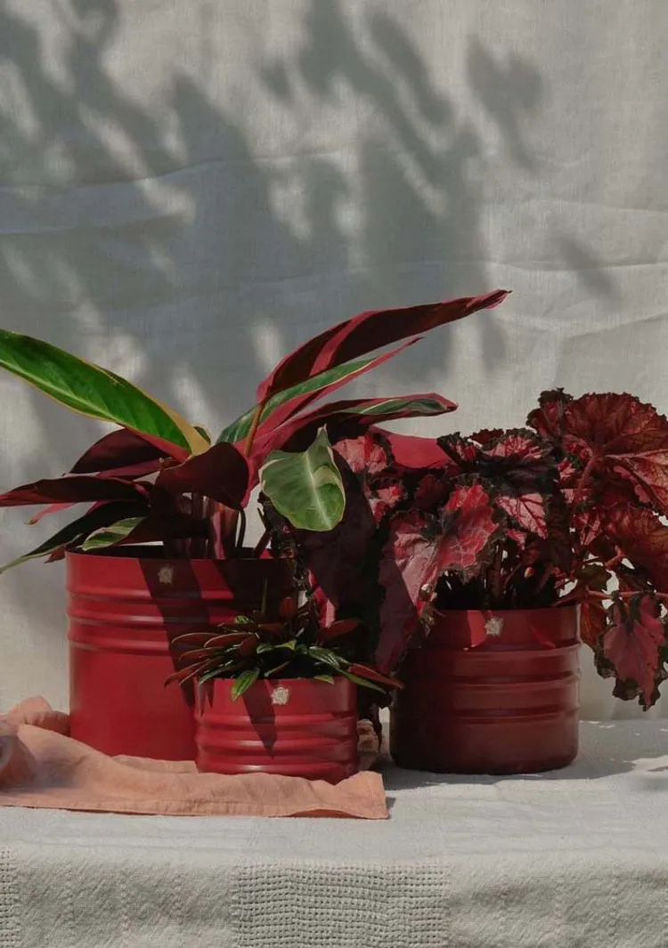 Red Dragon: How to Care, Cultivate, Propagate, and 32 wonderful ...