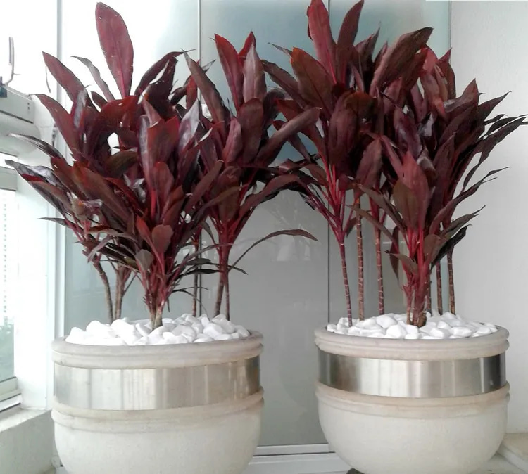 Red Dragon: How to Care, Cultivate, Propagate, and 32 wonderful ...