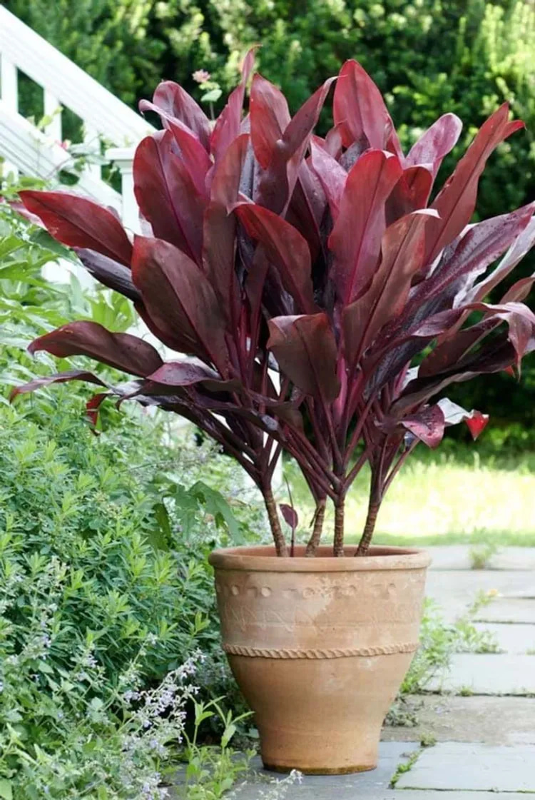 Red Dragon: How to Care, Cultivate, Propagate, and 32 wonderful ...