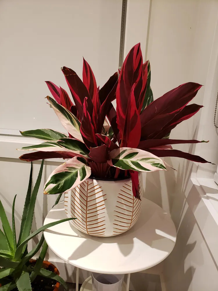 Red Dragon: How to Care, Cultivate, Propagate, and 32 wonderful ...