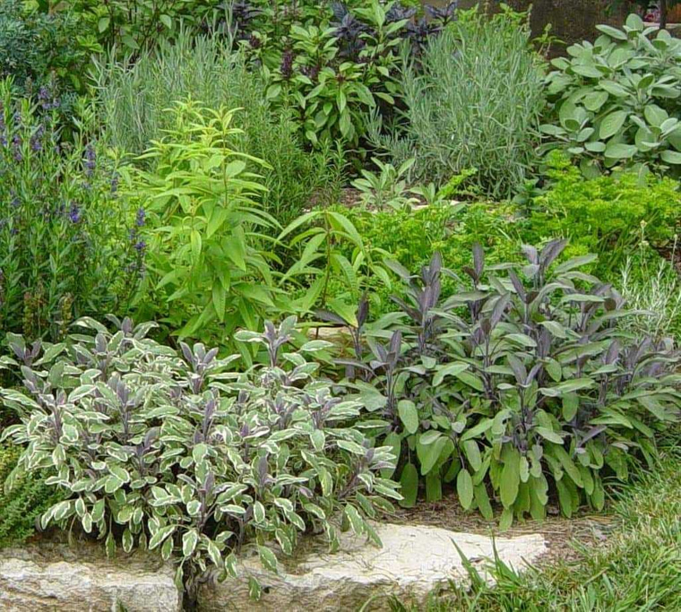 Guide to Creating Stunning Herb Gardens in Your Cottage | My desired home