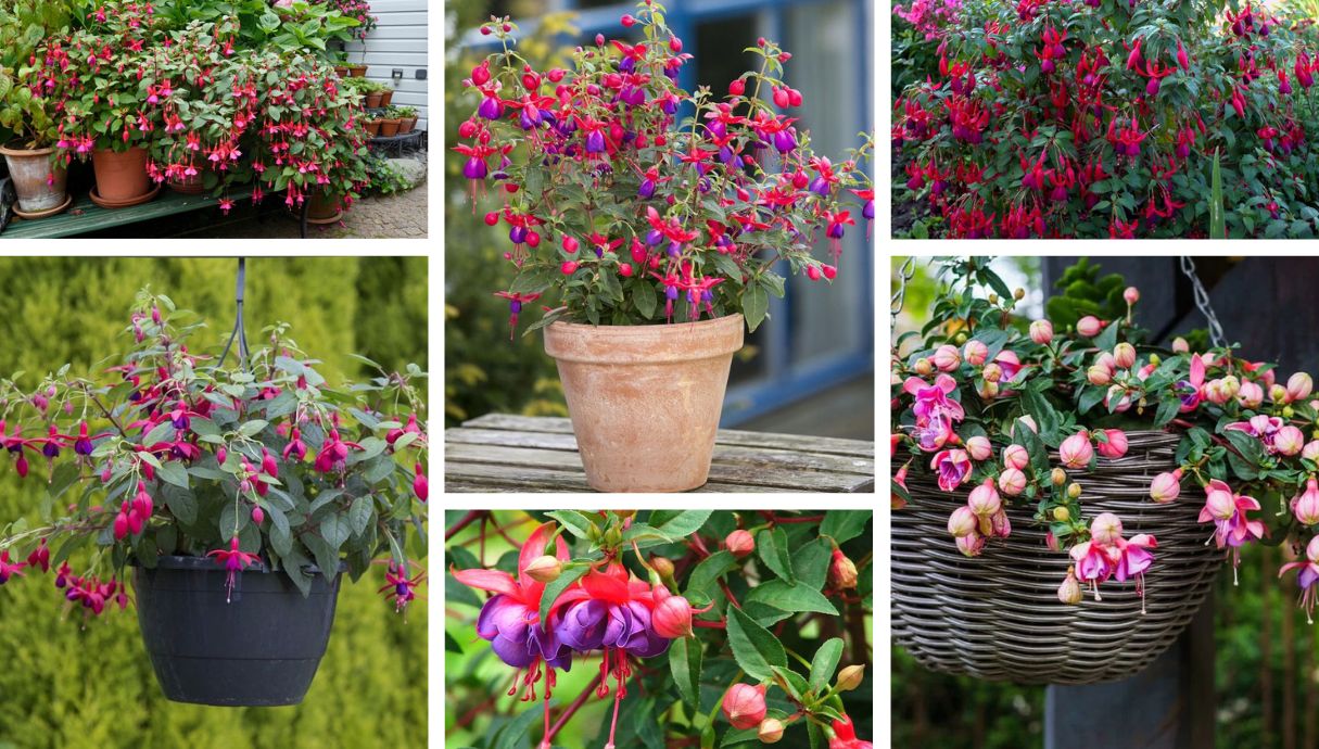 Fuchsia: Discover the Secrets of Care, and Techniques for Excellent ...