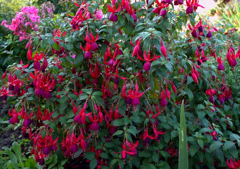 Fuchsia: Discover the Secrets of Care, and Techniques for Excellent ...