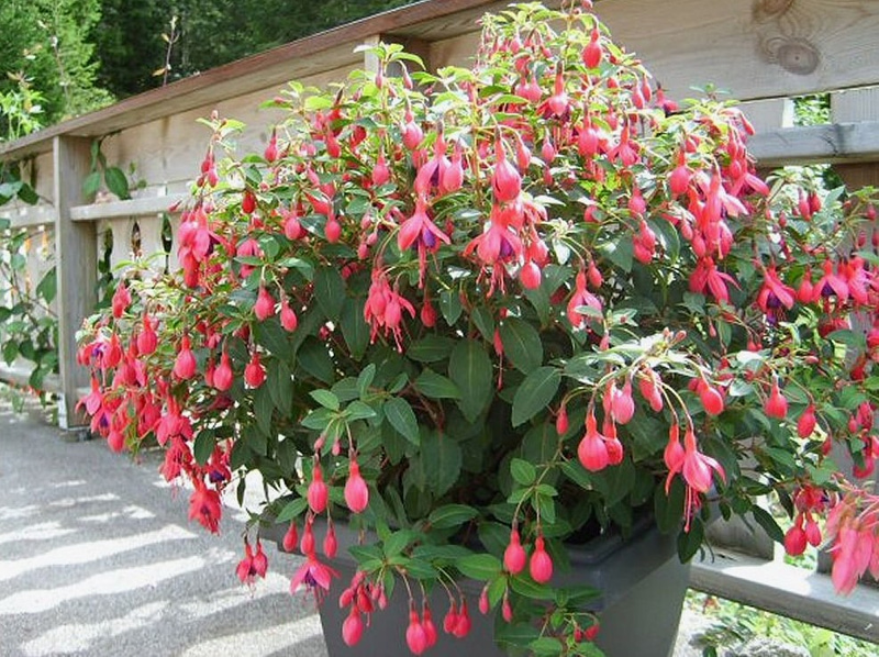 Fuchsia: Discover the Secrets of Care, and Techniques for Excellent ...