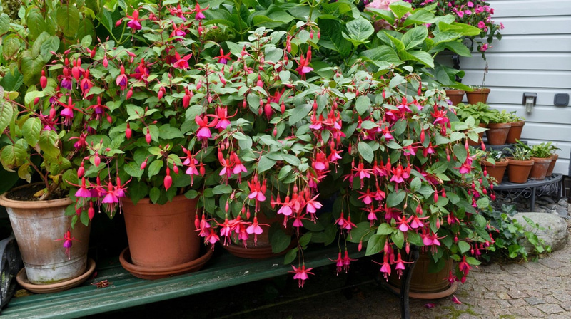 Fuchsia: Discover the Secrets of Care, and Techniques for Excellent ...