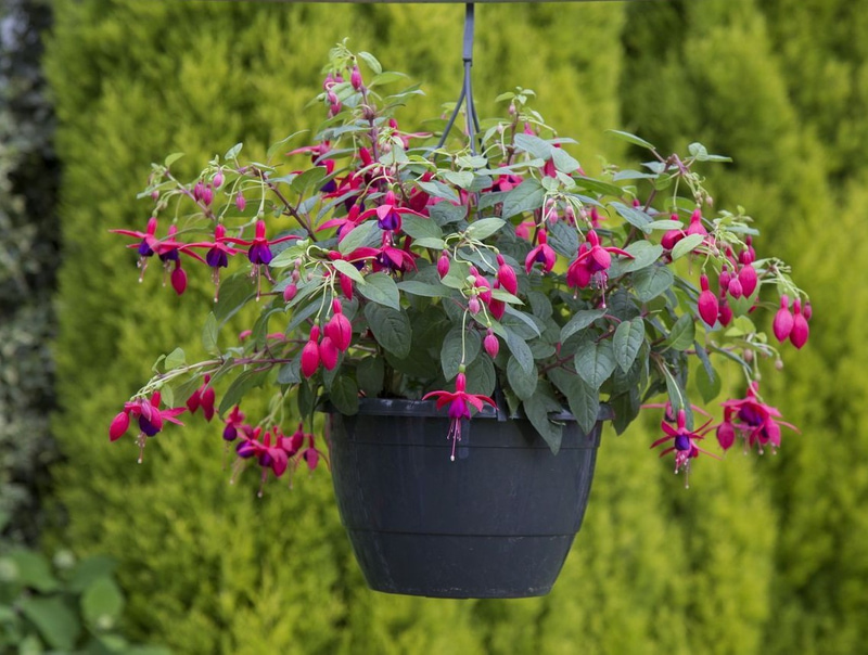 Fuchsia: Discover the Secrets of Care, and Techniques for Excellent Growth and Bloom | My ...