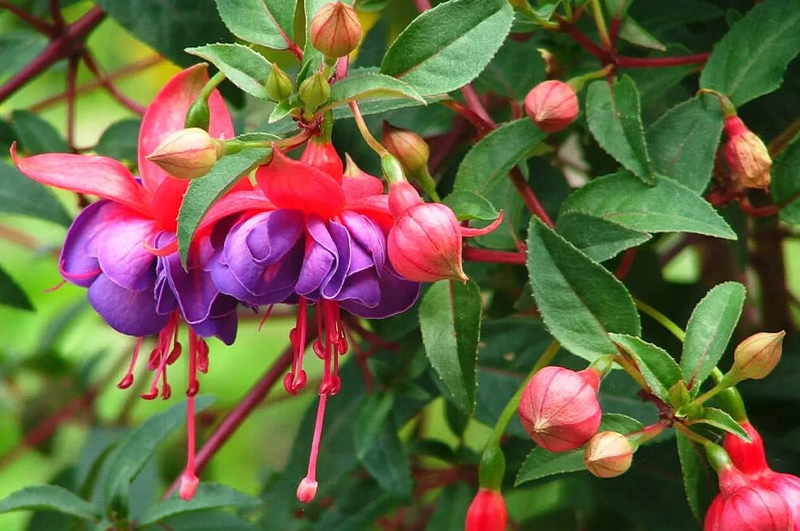 Fuchsia: Discover the Secrets of Care, and Techniques for Excellent ...