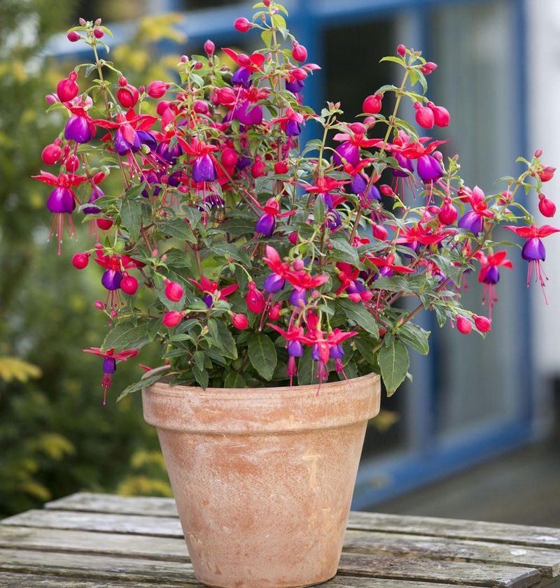 Fuchsia: Discover the Secrets of Care, and Techniques for Excellent ...