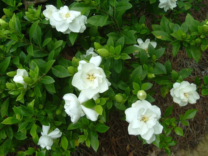 Gardenia: The Queen of the Garden, A Beginner's Guide, and How to ...