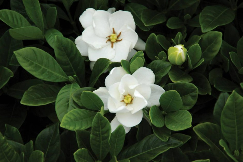 Gardenia: The Queen of the Garden, A Beginner's Guide, and How to ...