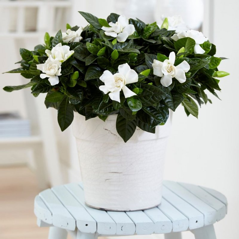 Gardenia: The Queen of the Garden, A Beginner's Guide, and How to ...