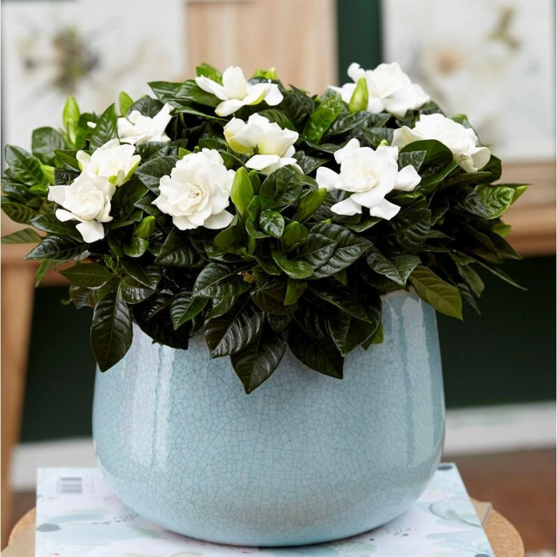 Gardenia: The Queen of the Garden, A Beginner's Guide, and How to ...