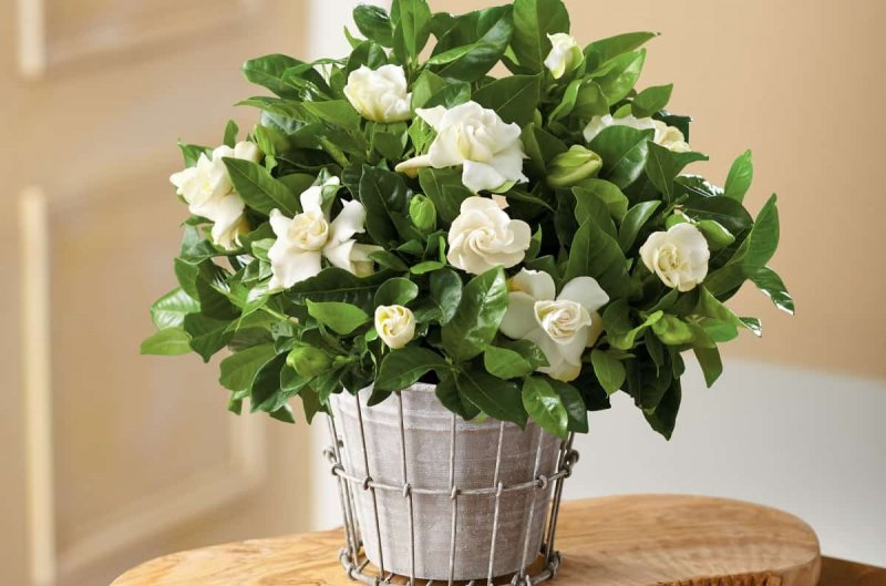 Gardenia: The Queen of the Garden, A Beginner's Guide, and How to ...