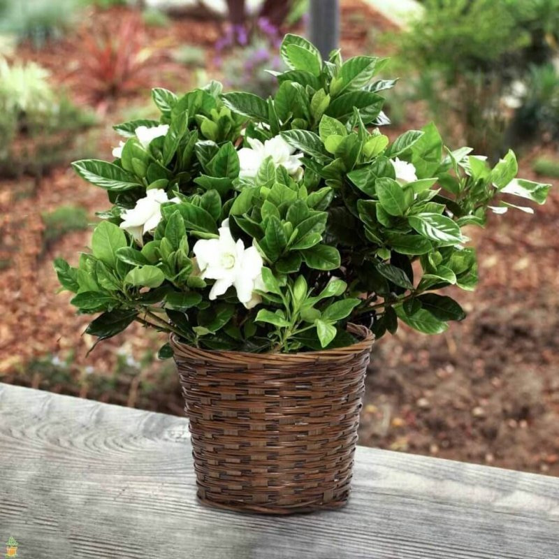 Gardenia: The Queen of the Garden, A Beginner's Guide, and How to ...