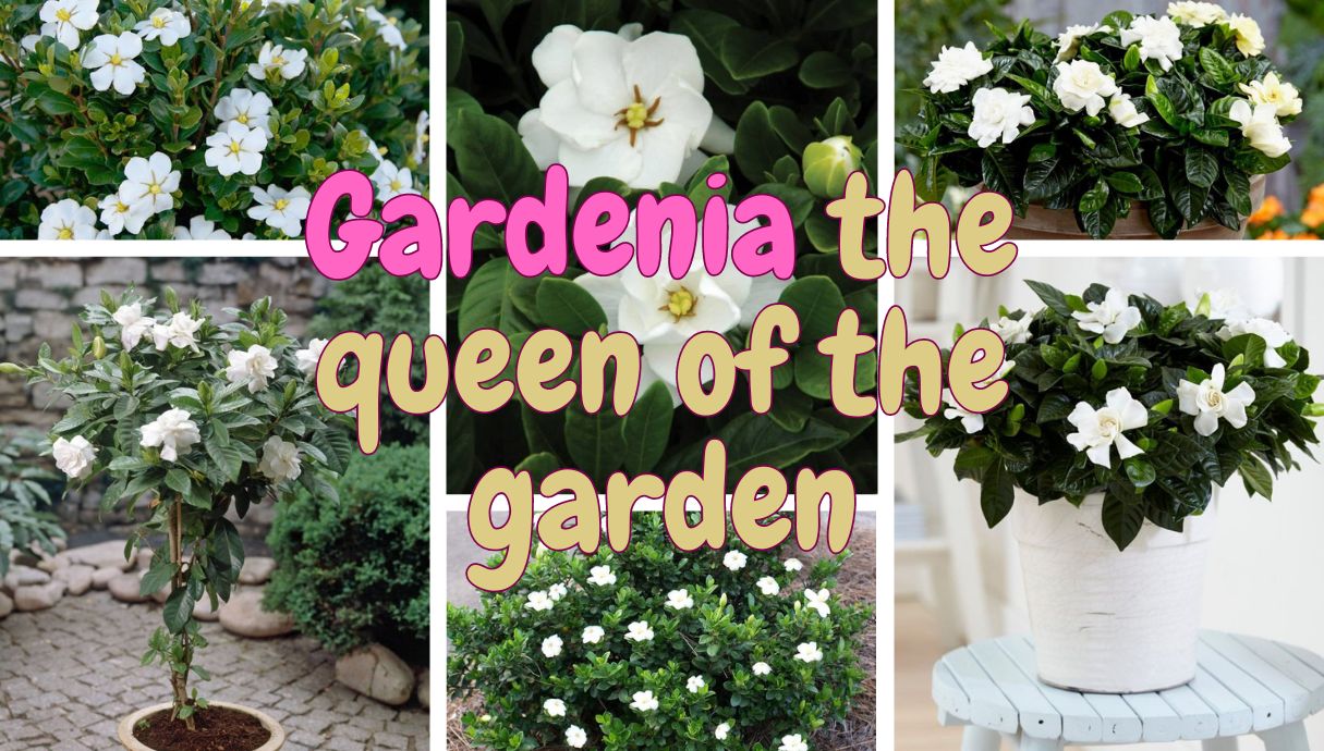 Gardenia: The Queen of the Garden, A Beginner's Guide, and How to ...