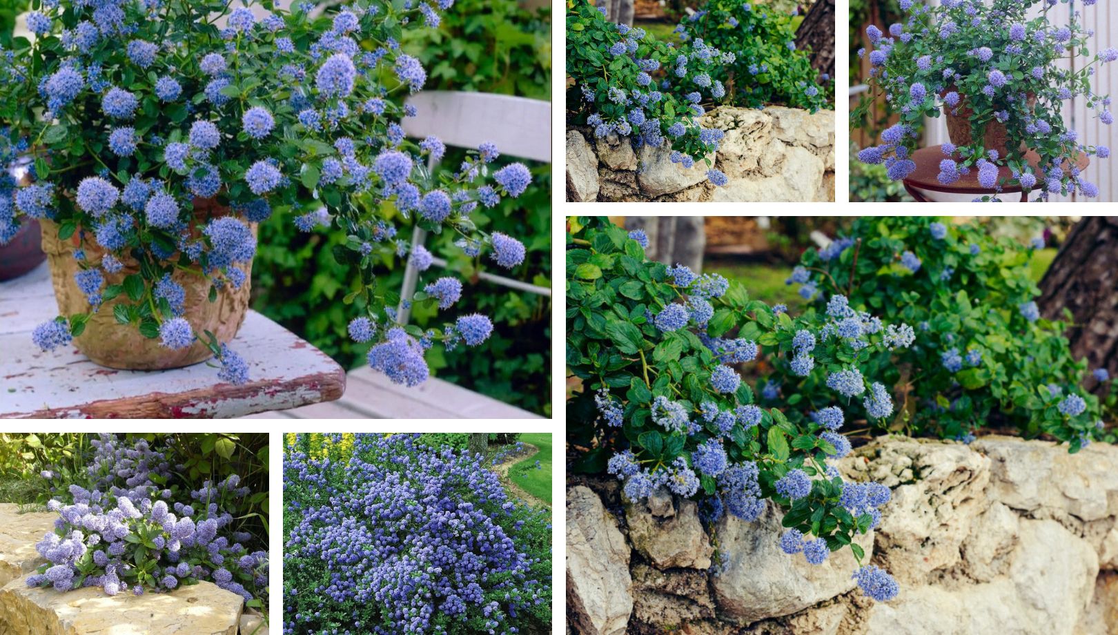 Transform Your Garden with Ceanothus | My desired home