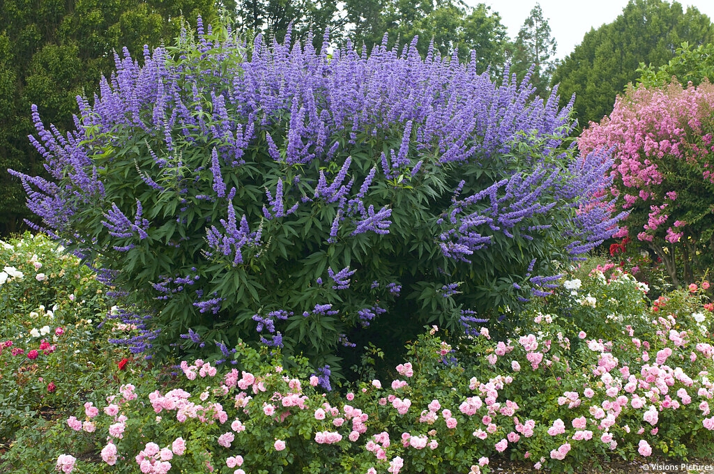 Echium: The Pride of Madeira in Your Pot and Garden | My desired home