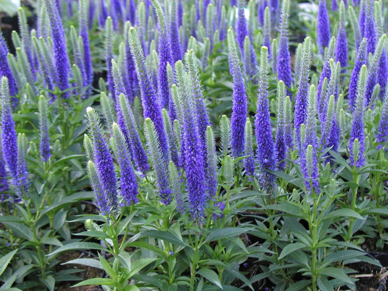 Echium: The Pride of Madeira in Your Pot and Garden | My desired home