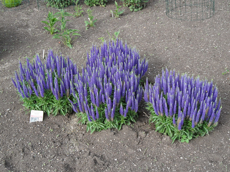 Echium: The Pride of Madeira in Your Pot and Garden | My desired home
