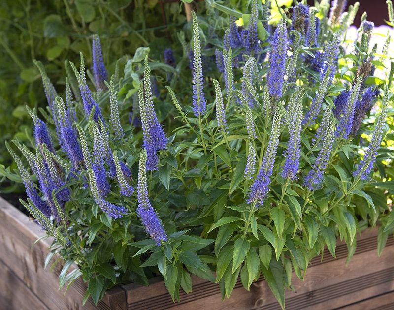 Echium: The Pride of Madeira in Your Pot and Garden | My desired home