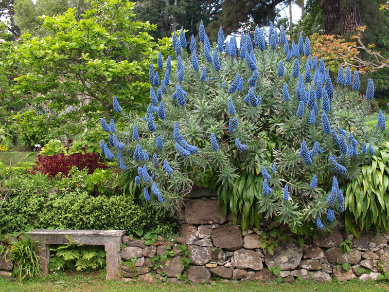 Echium: The Pride of Madeira in Your Pot and Garden | My desired home