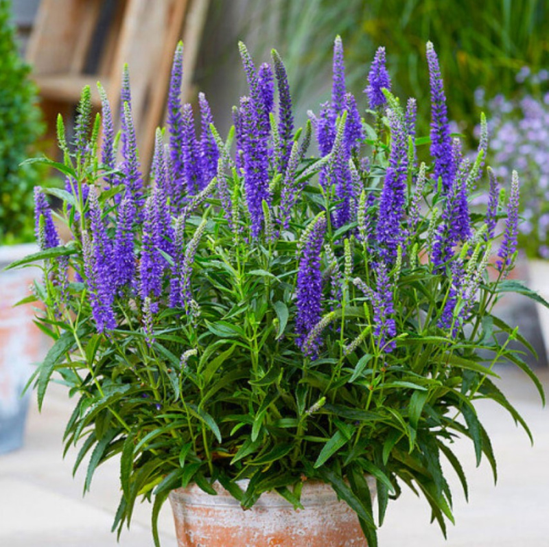 Echium: The Pride of Madeira in Your Pot and Garden | My desired home
