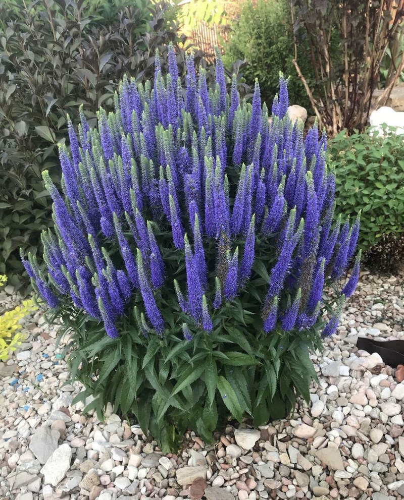 Echium: The Pride of Madeira in Your Pot and Garden | My desired home