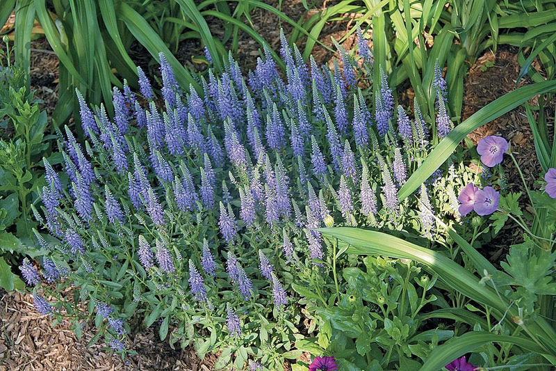 Echium: The Pride of Madeira in Your Pot and Garden | My desired home