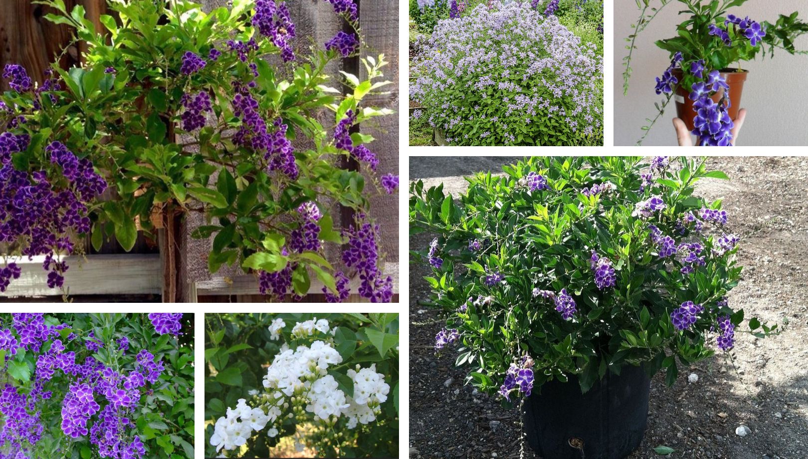 Duranta: A Purple Explosion: Discovering the Beauty and Care of her ...
