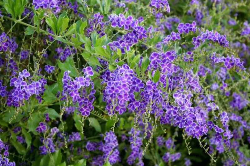 Duranta: A Purple Explosion: Discovering the Beauty and Care of her ...