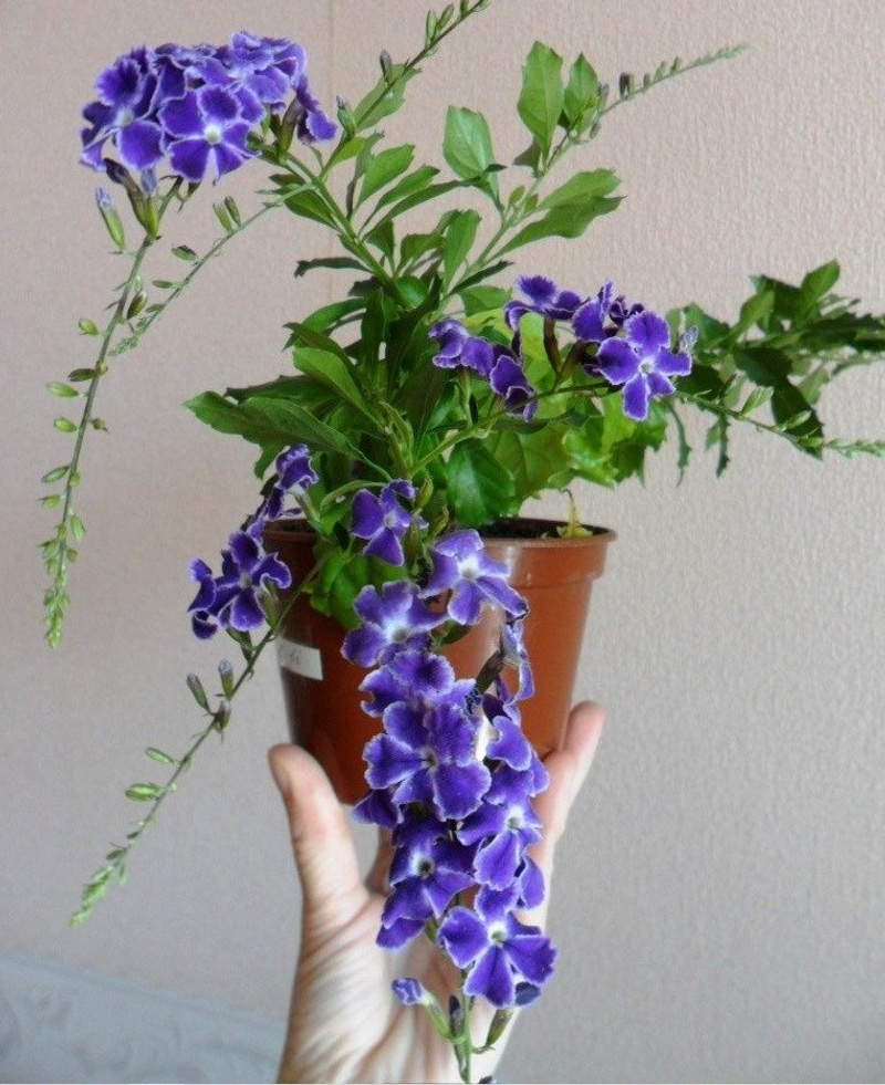 Duranta: A Purple Explosion: Discovering the Beauty and Care of her ...