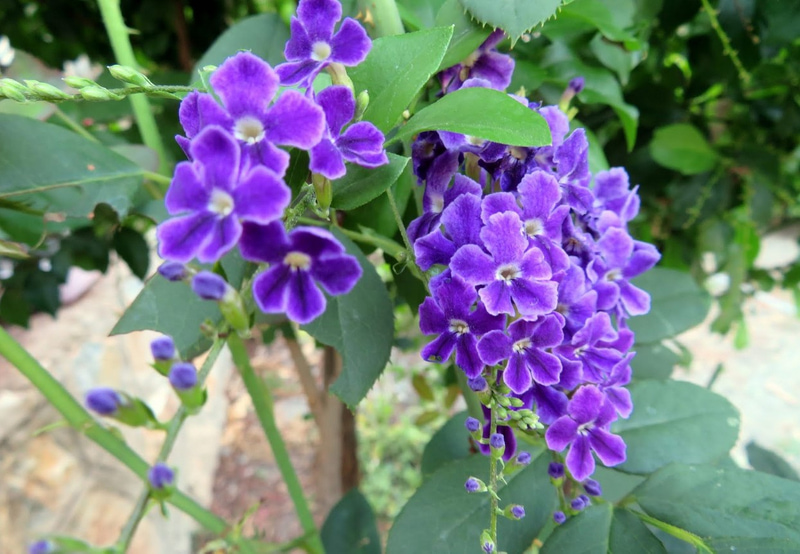 Duranta: A Purple Explosion: Discovering the Beauty and Care of her ...