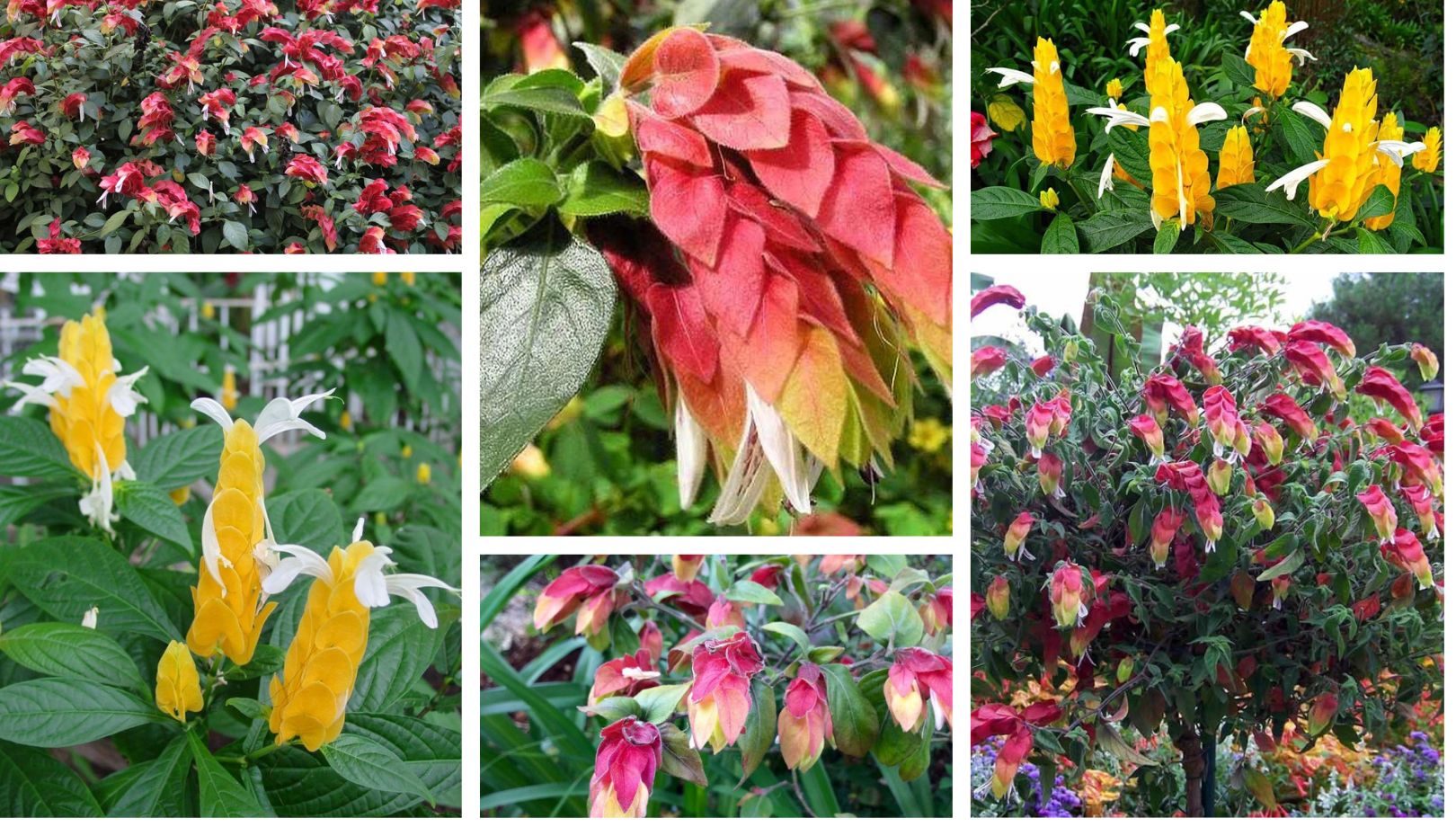 Justicia brandegeana, (Shrimp Plant): The tropical plant with ...