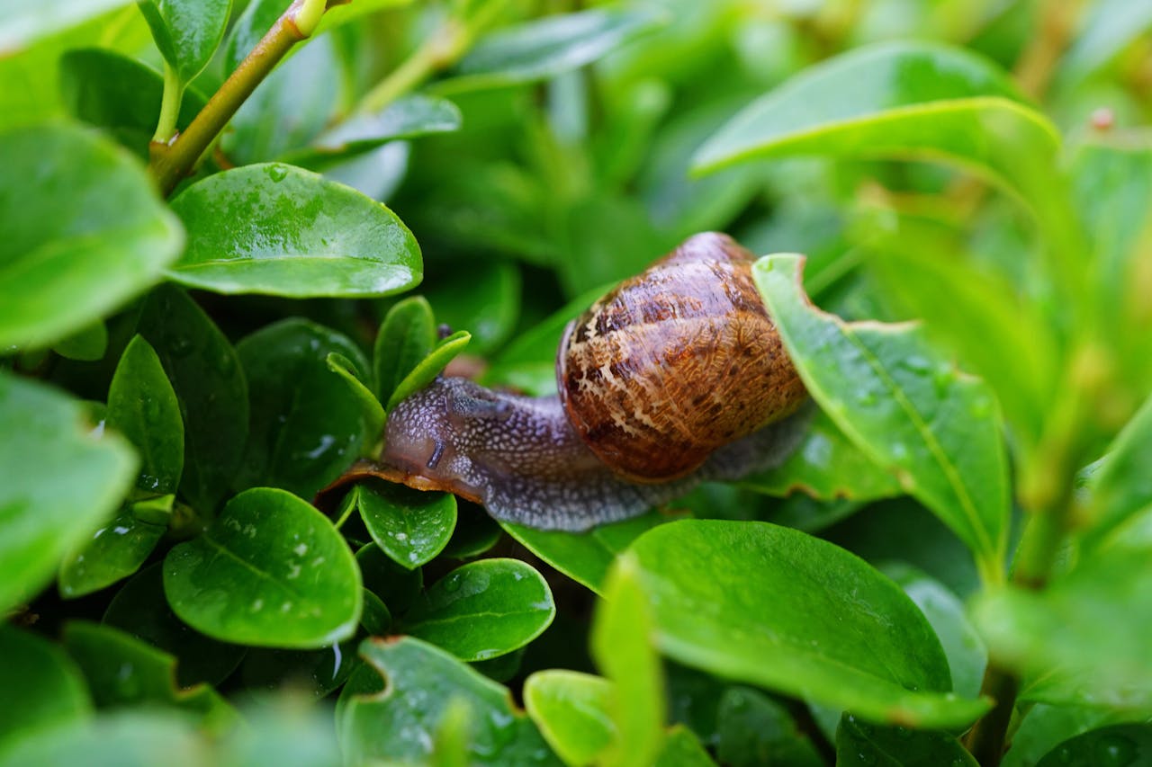 5 Natural Methods to Remove and Repel Snails from Your Garden | My ...